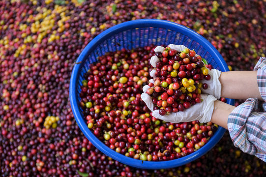 Single Origin – Quota Coffee